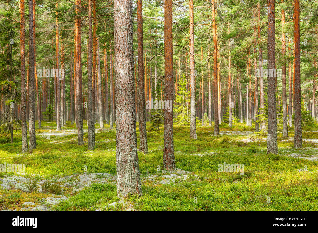 Pine forest with sunshine in the summer Stock Photo - Alamy