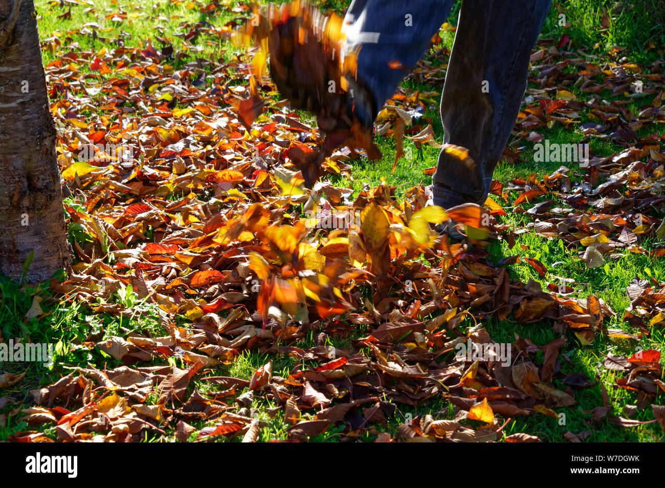 Movement of autumn leaves as they are being kicked towards the camera ...