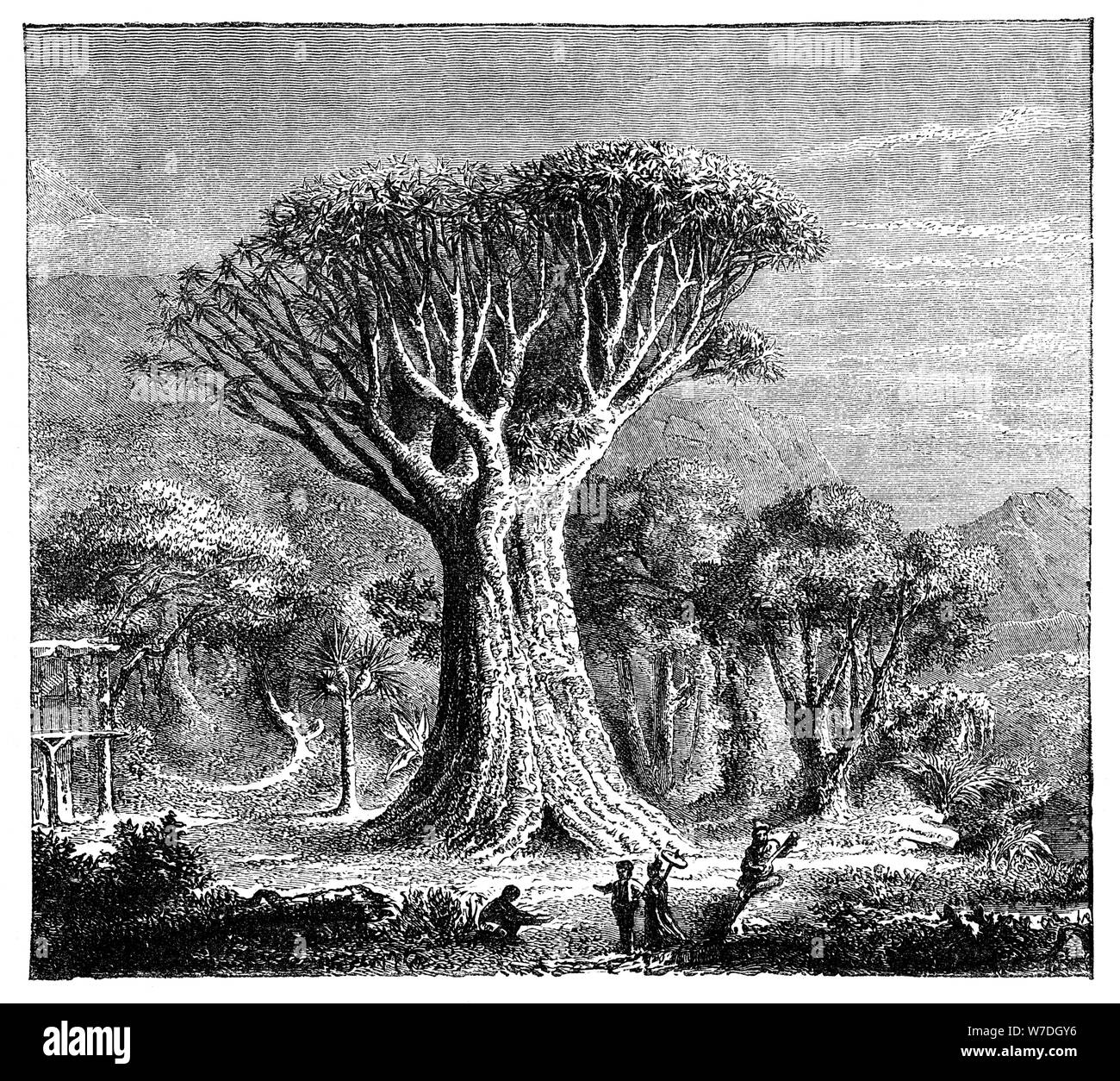 Icod Black and White Stock Photos & Images - Alamy