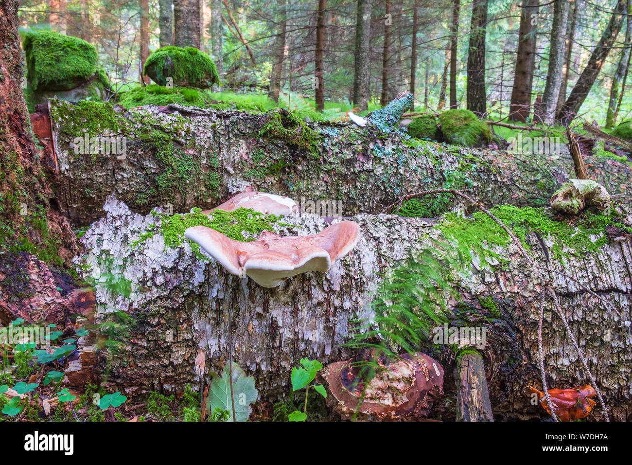 Birch polypore growing on a log in the woodland Stock Photo - Alamy