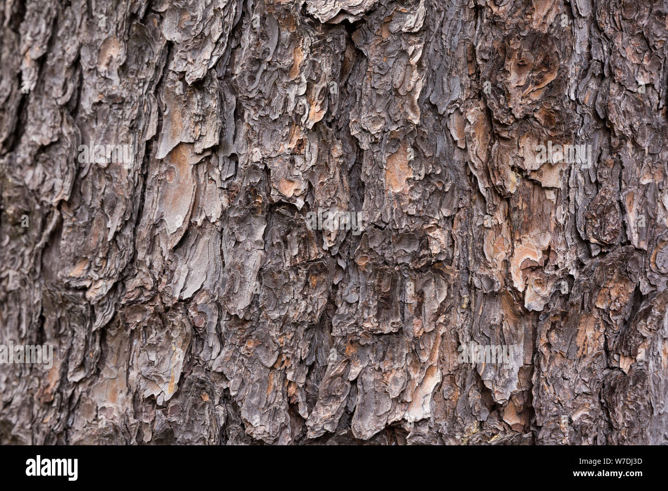 Various textures backgrounds 064 Stock Photo - Alamy