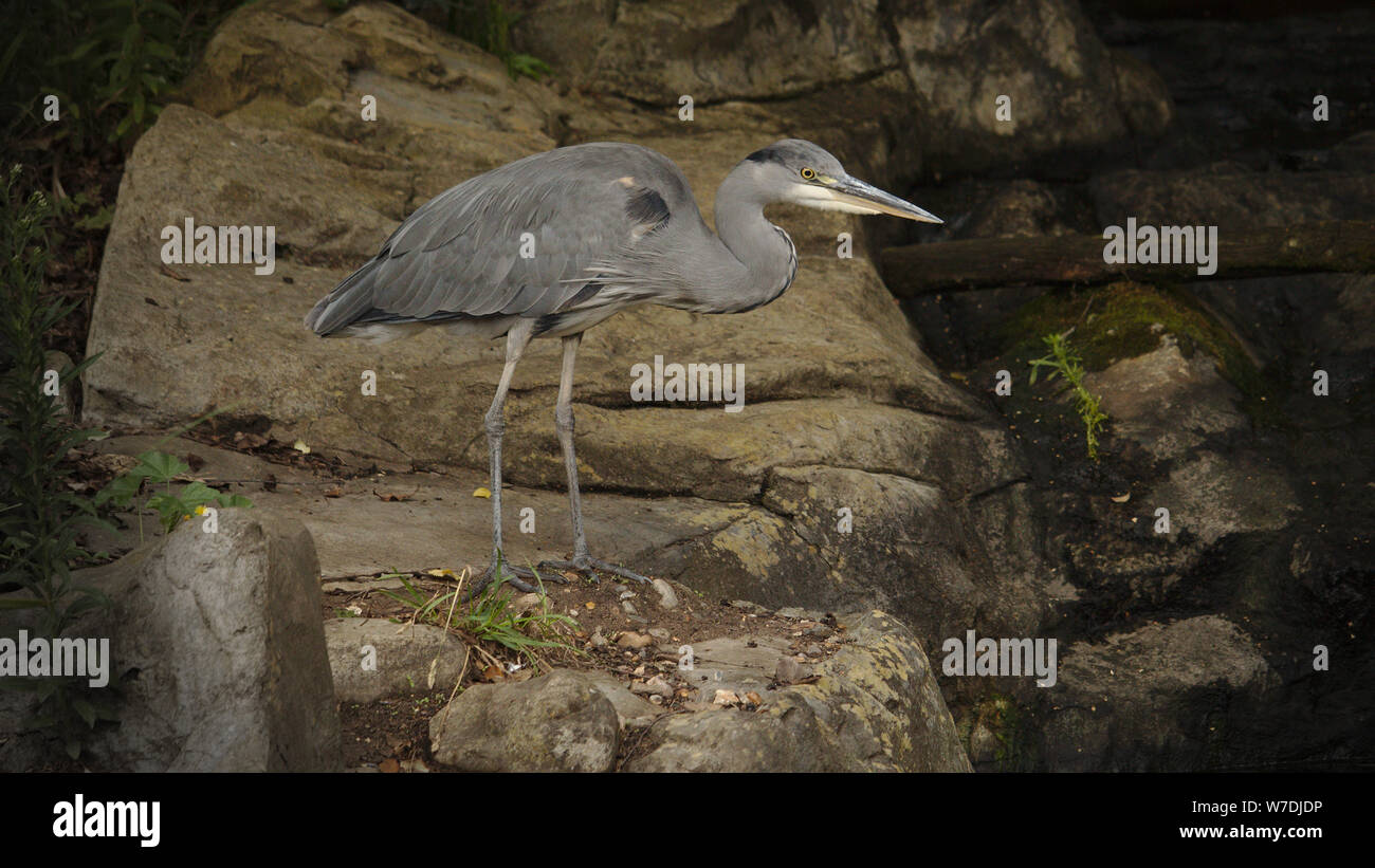London WWT Wetland Centre animals Stock Photo - Alamy