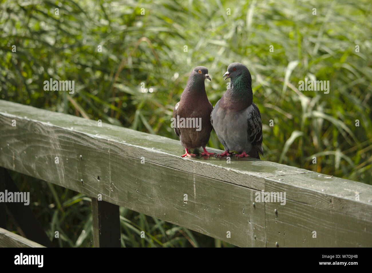 London WWT Wetland Centre animals Stock Photo - Alamy