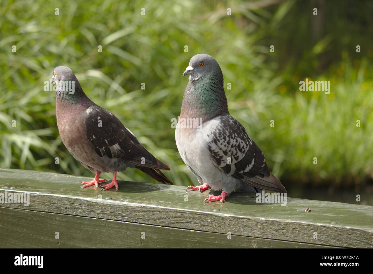London WWT Wetland Centre animals Stock Photo - Alamy