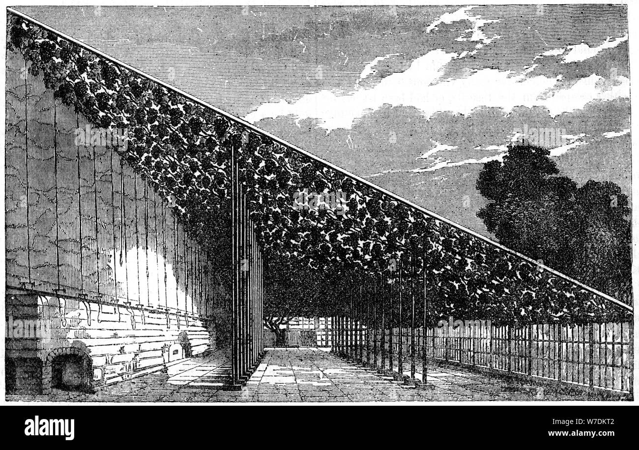 'The Vinery at Hampton Court', 19th century. Artist: Unknown Stock ...