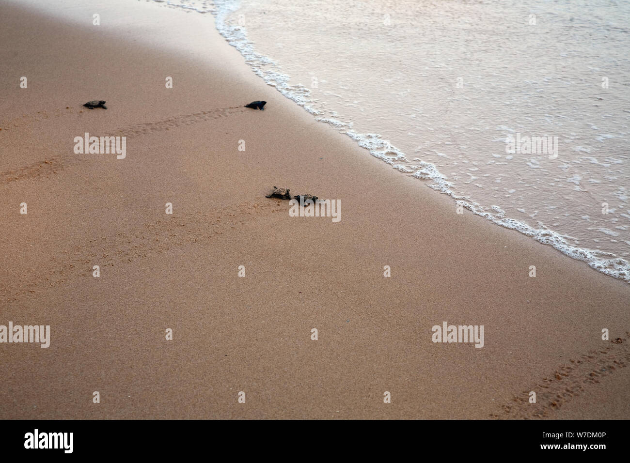 Loggerhead sea turtle emergence: the turtles emerge in a group and ...