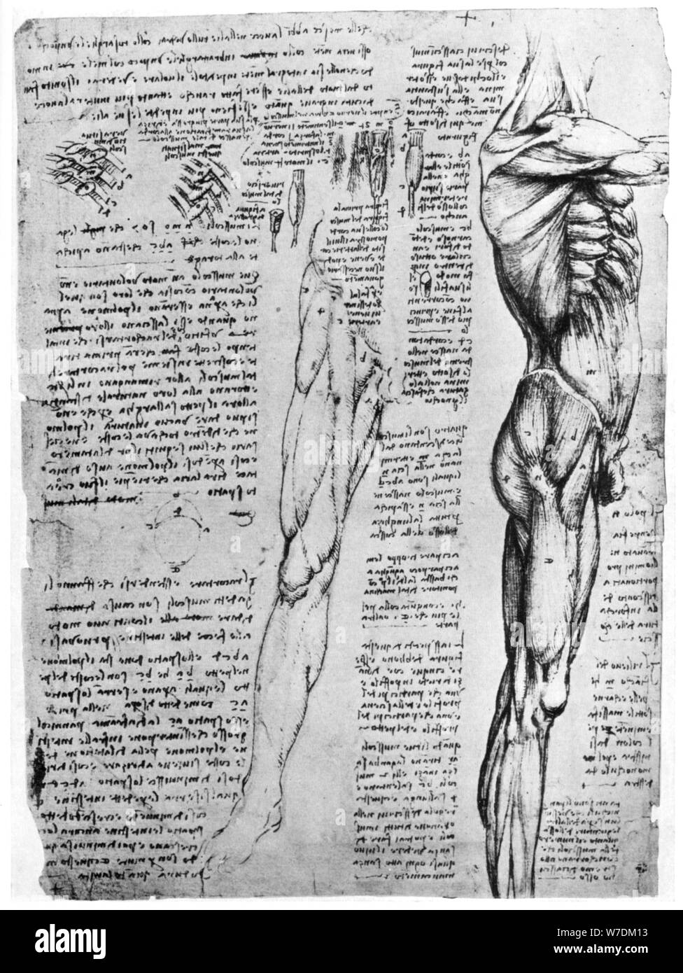 Muscle studies, late 15th or early 16th century (1954). Artist ...
