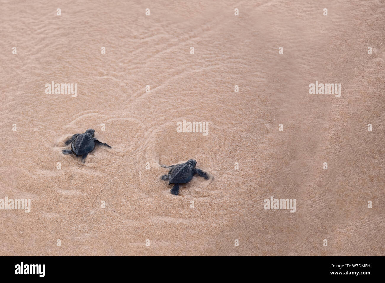 Loggerhead sea turtle emergence: the turtles emerge in a group and ...