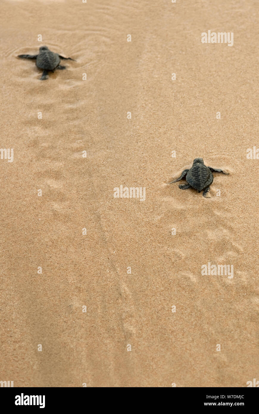 Loggerhead sea turtle emergence: the turtles emerge in a group and ...