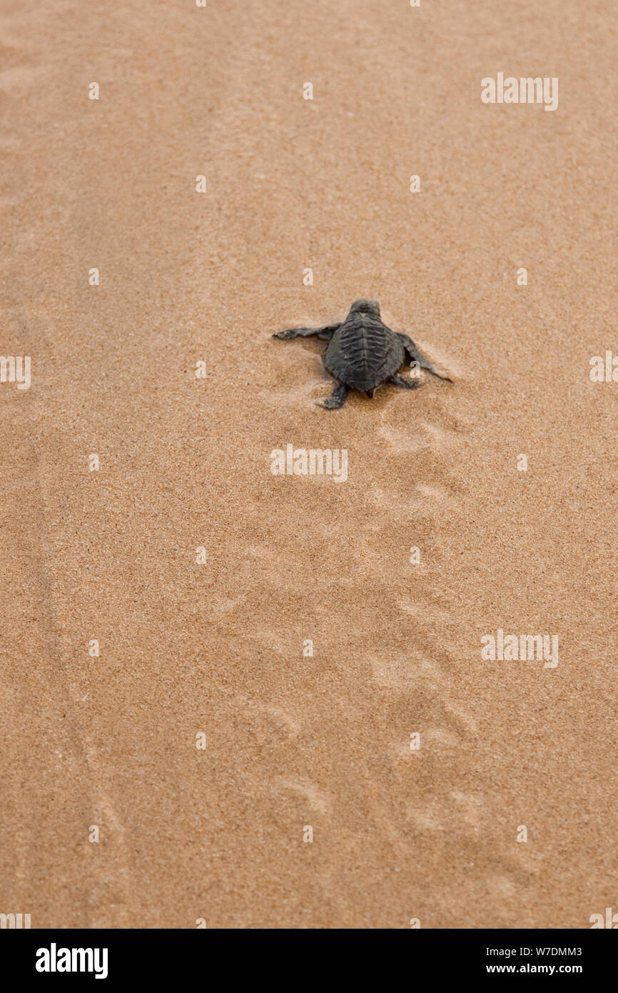 Hatchling Loggerhead a baby on palm, sri lanla island Stock Photo - Alamy