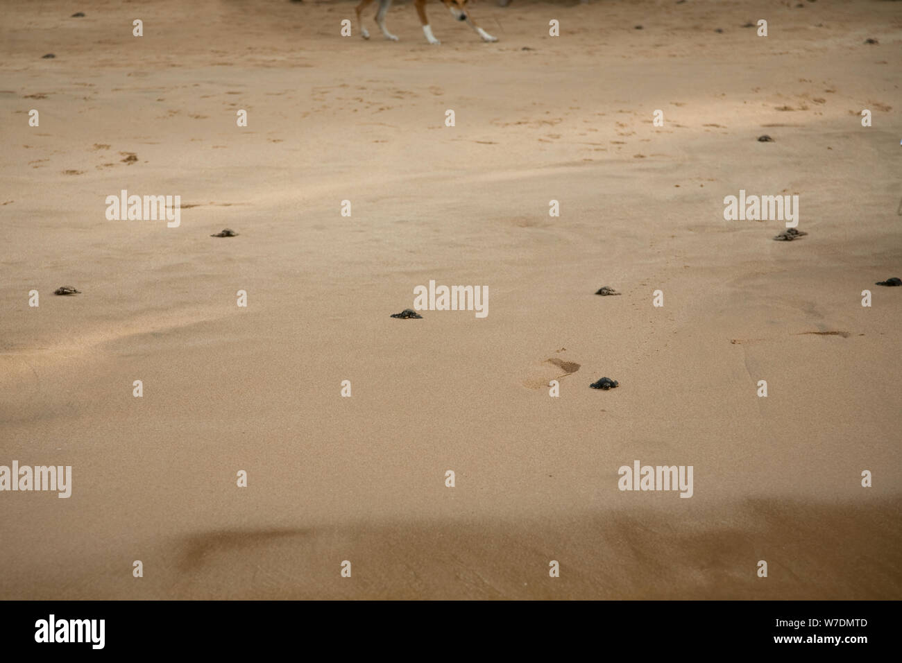 Loggerhead sea turtle emergence: the turtles emerge in a group and ...