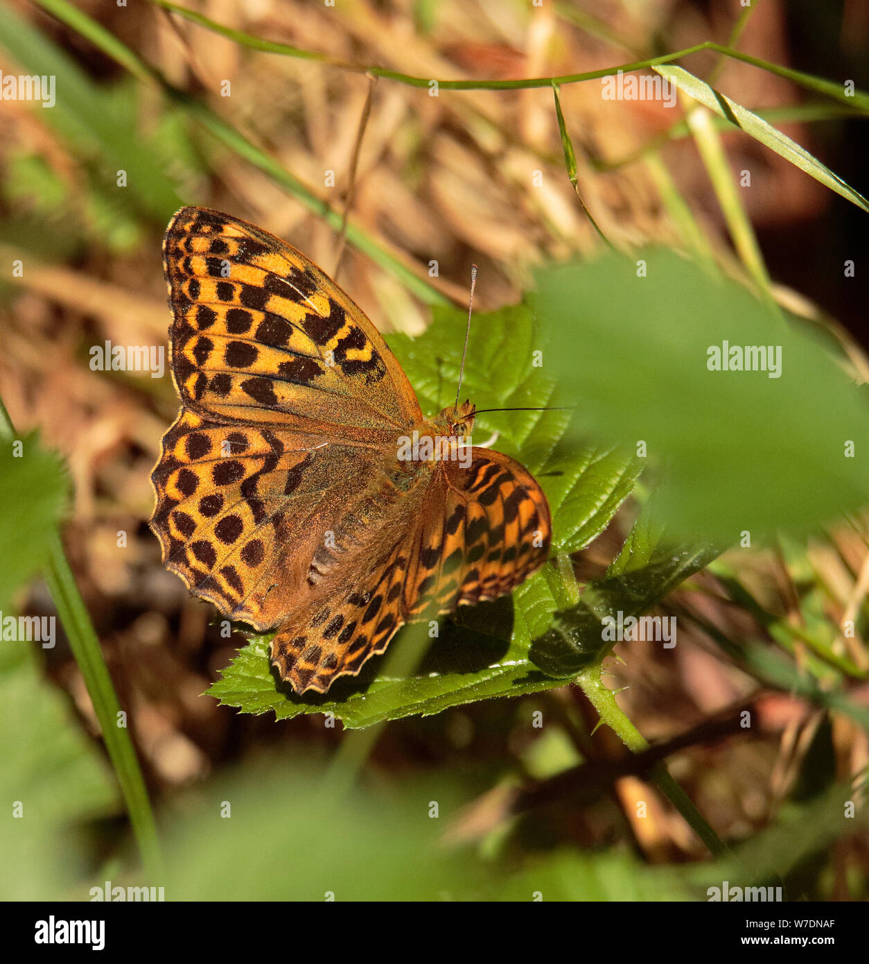 Fritillary butterfly photos hi-res stock photography and images - Alamy