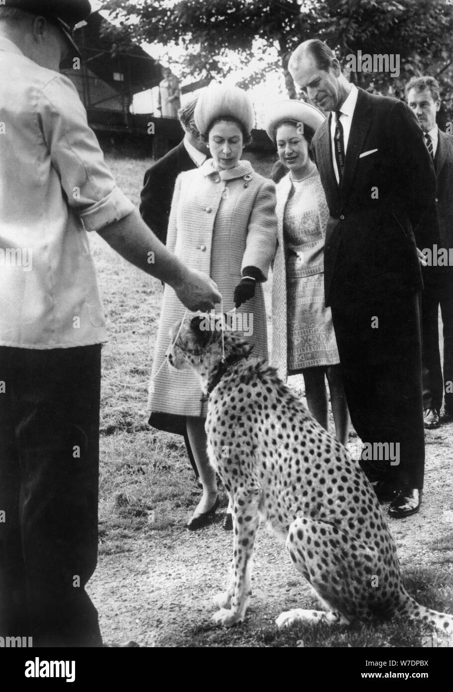 Which Animals Belong To The Queen