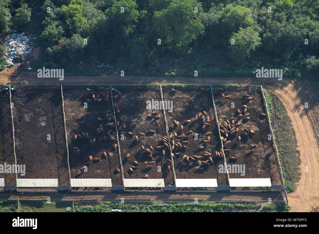 Pig farms south africa hi-res stock photography and images - Alamy