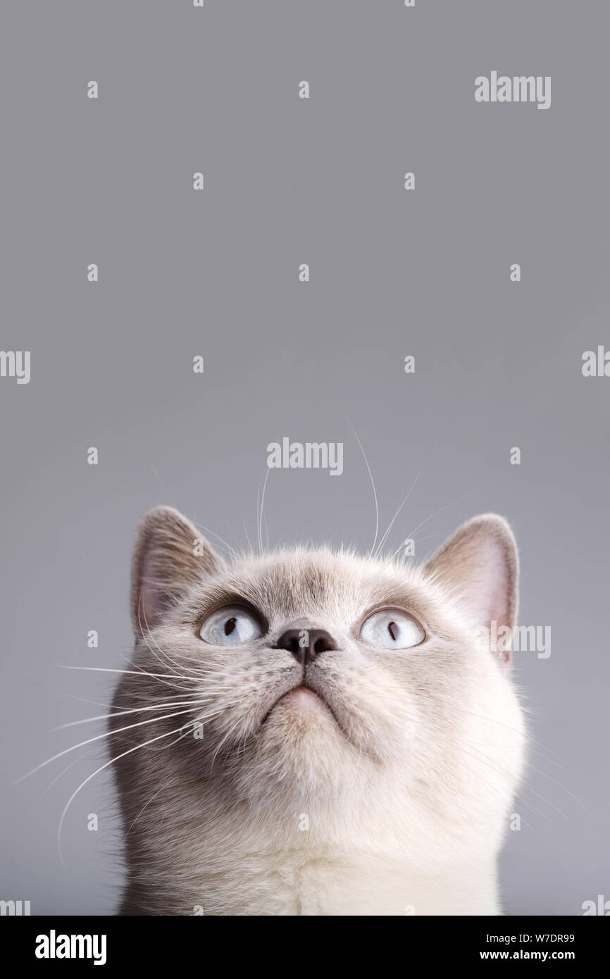 Closeup photo of british short hair cat Stock Photo - Alamy