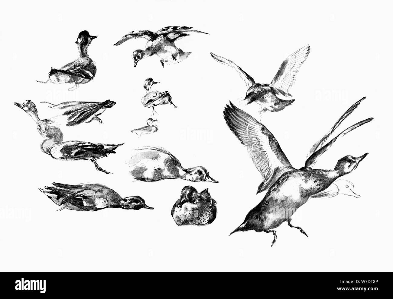 Drawing duck hi-res stock photography and images - Alamy