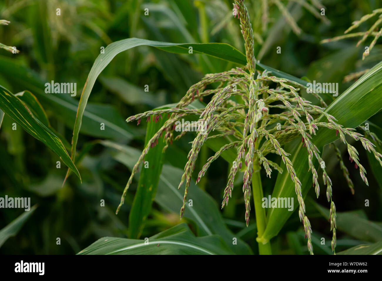 Corn plants on nature background Stock Photo - Alamy
