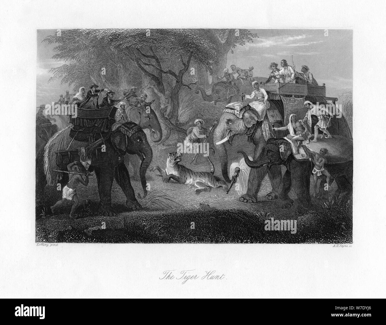 Tiger hunt hunter hunting hi-res stock photography and images - Alamy
