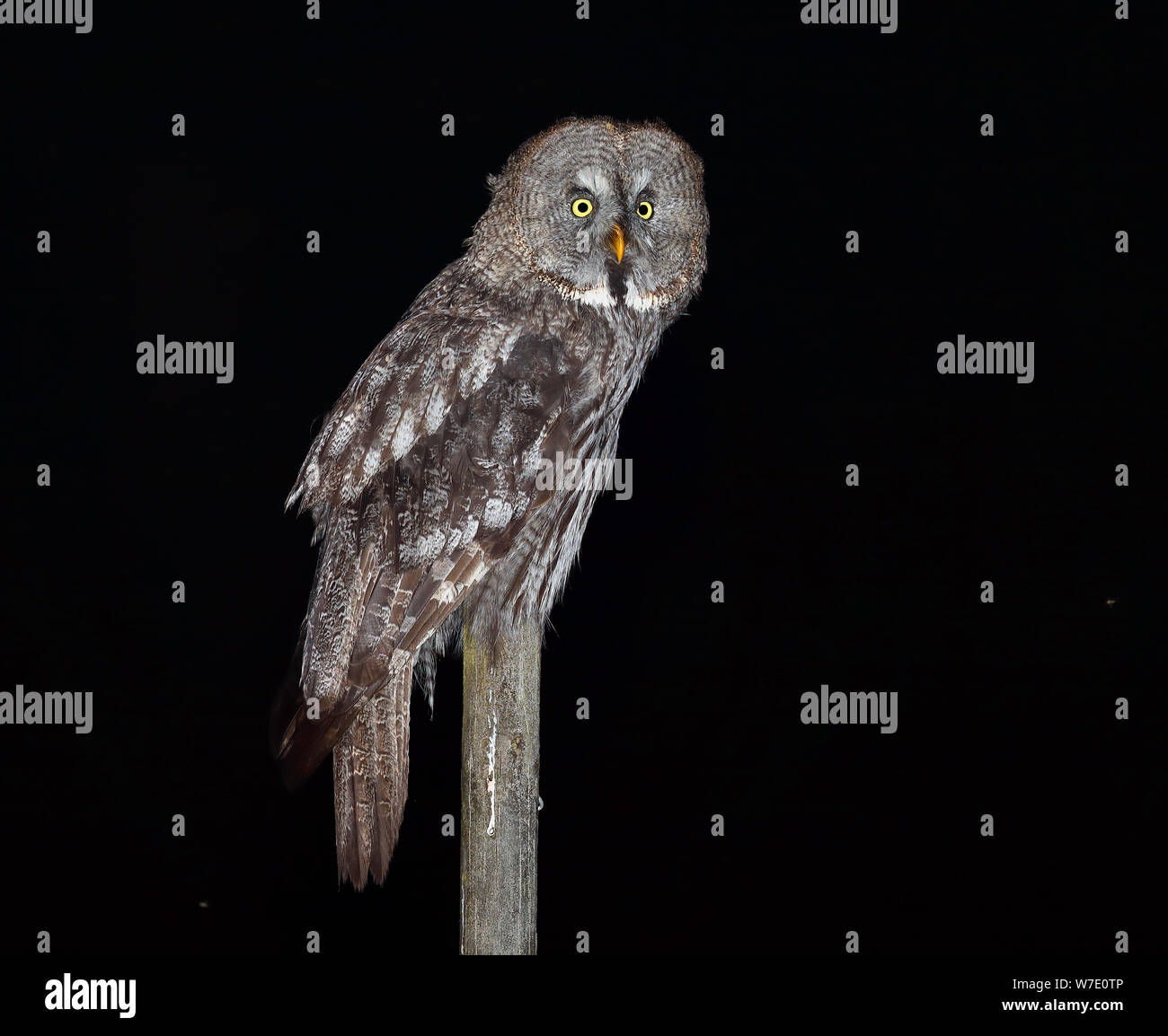 Great grey owl, Strix nebulosa, in dark night Stock Photo - Alamy