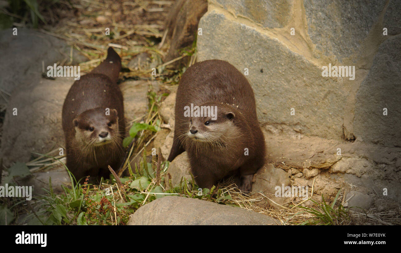 London WWT Wetland Centre animals Stock Photo - Alamy