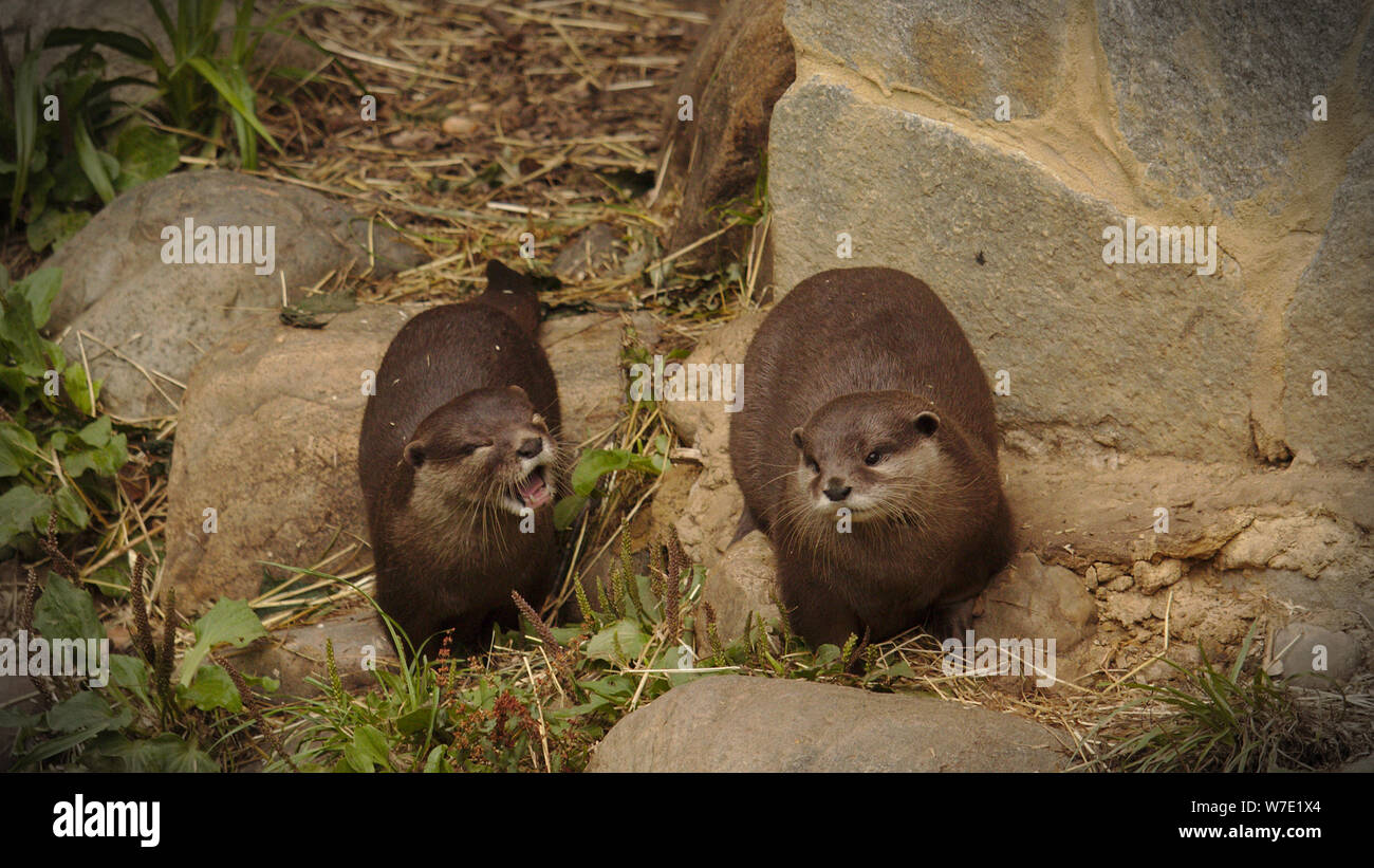 London WWT Wetland Centre animals Stock Photo - Alamy