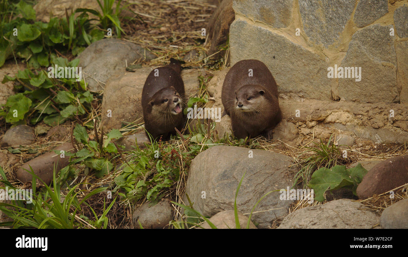 London WWT Wetland Centre animals Stock Photo - Alamy