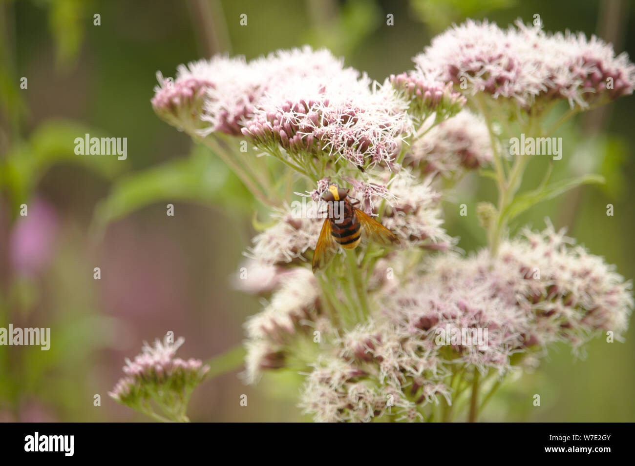 London WWT Wetland Centre animals Stock Photo - Alamy