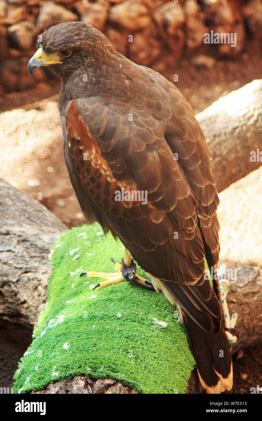 Bussardartige hi-res stock photography and images - Alamy