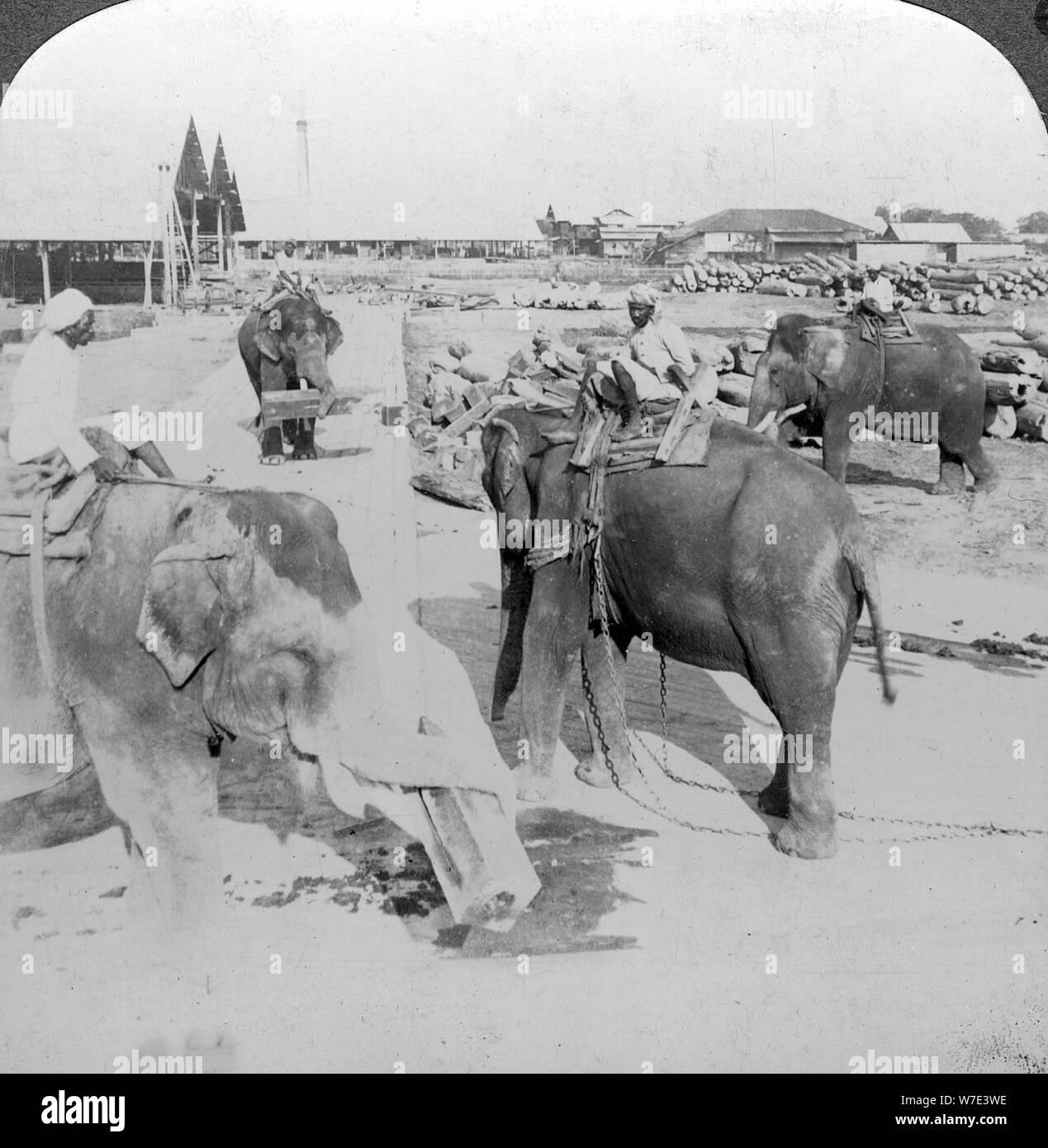 Elephant carrying lumber hi-res stock photography and images - Alamy