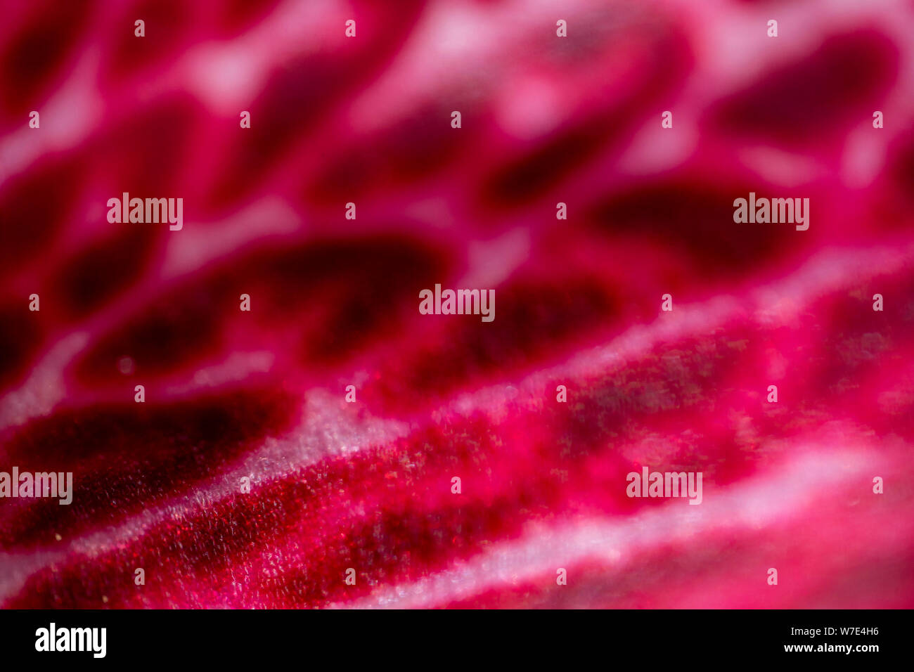 Flower petal microscope hi-res stock photography and images - Alamy