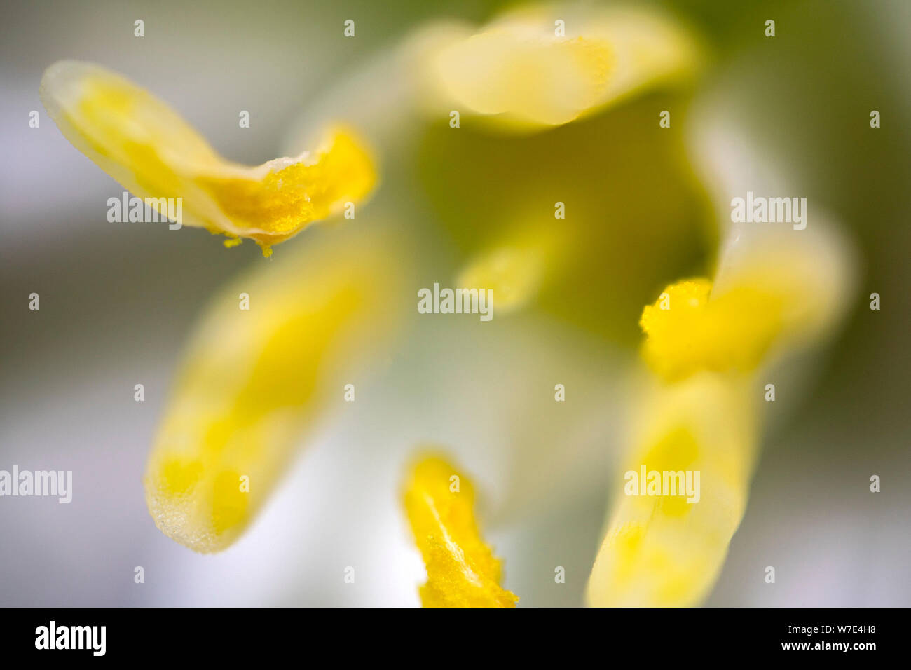 Flower petal microscope hi-res stock photography and images - Alamy