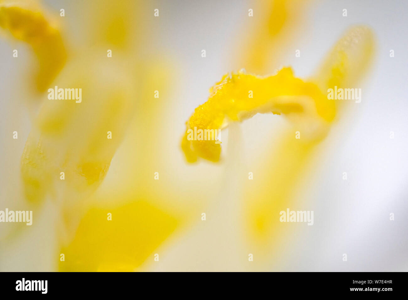 flower pistil ultra macro close up natural background texture Stock ...