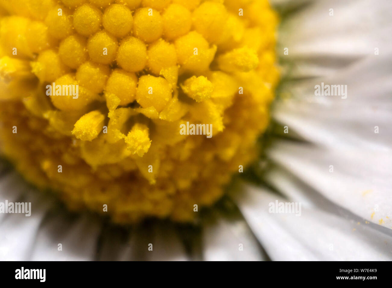 flower pistil ultra macro close up natural background texture Stock ...