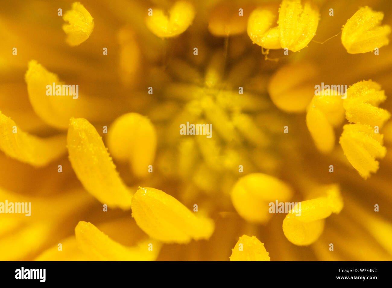 flower pistil ultra macro close up natural background texture Stock ...