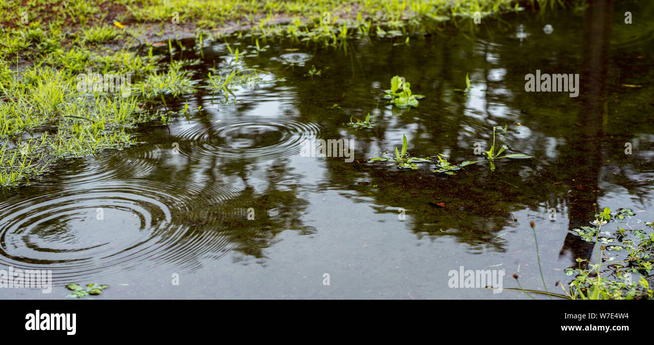 View of autumn puddles in a park with rain drops falling into the water ...