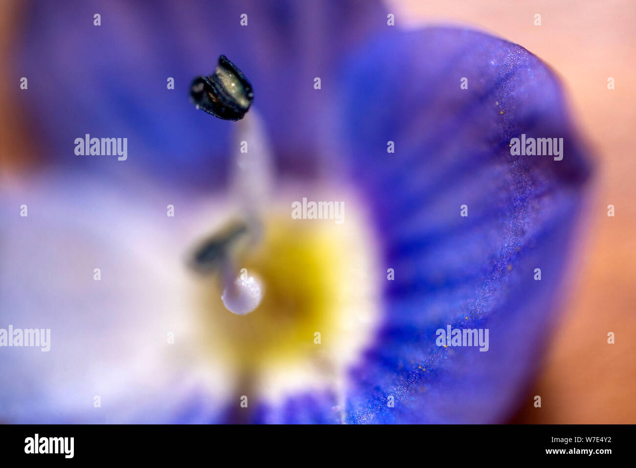 flower pistil ultra macro close up natural background texture Stock ...