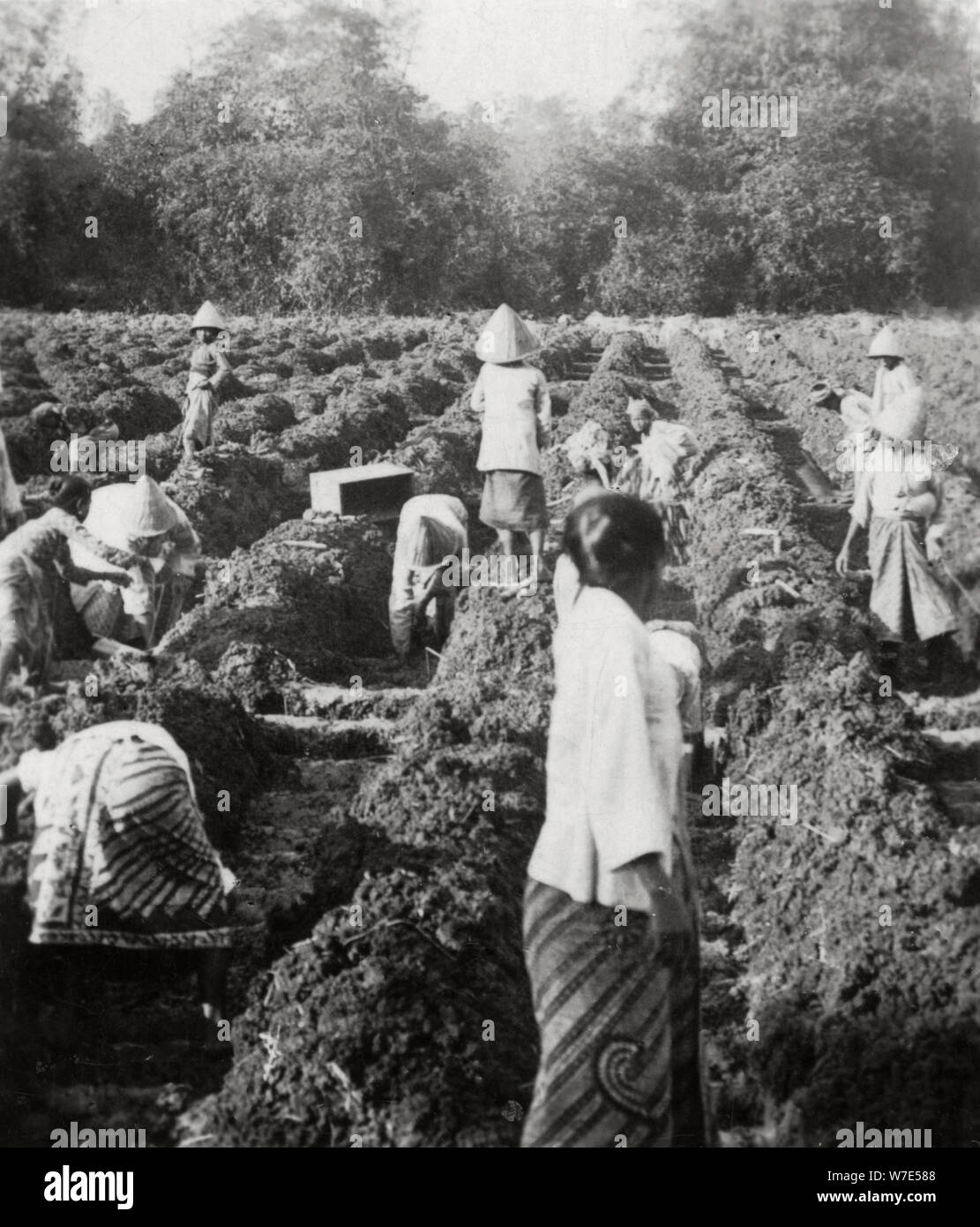 Dutch east indies plantation hi-res stock photography and images - Alamy