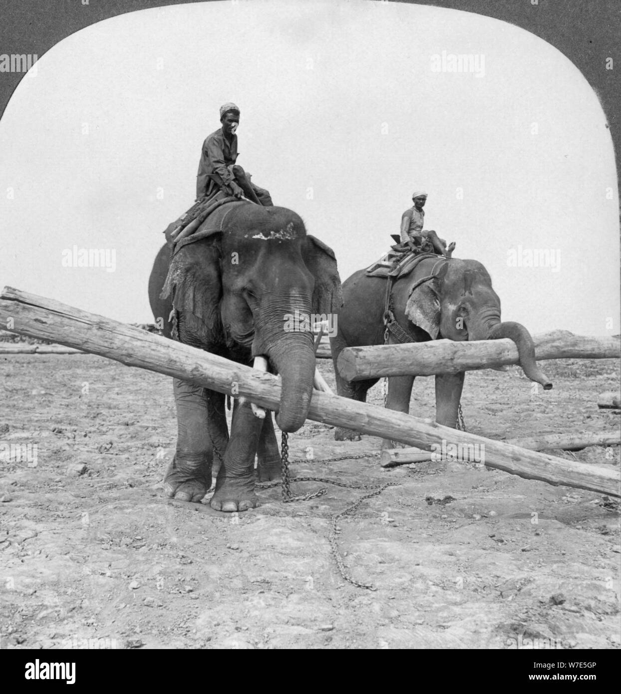 Elephant carrying wood log Black and White Stock Photos & Images - Alamy