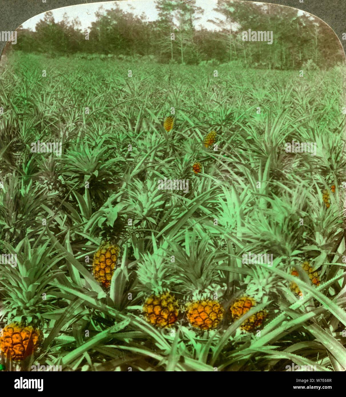 'Where the luscious pineapple grows', Florida, USA, 1896. Artist ...