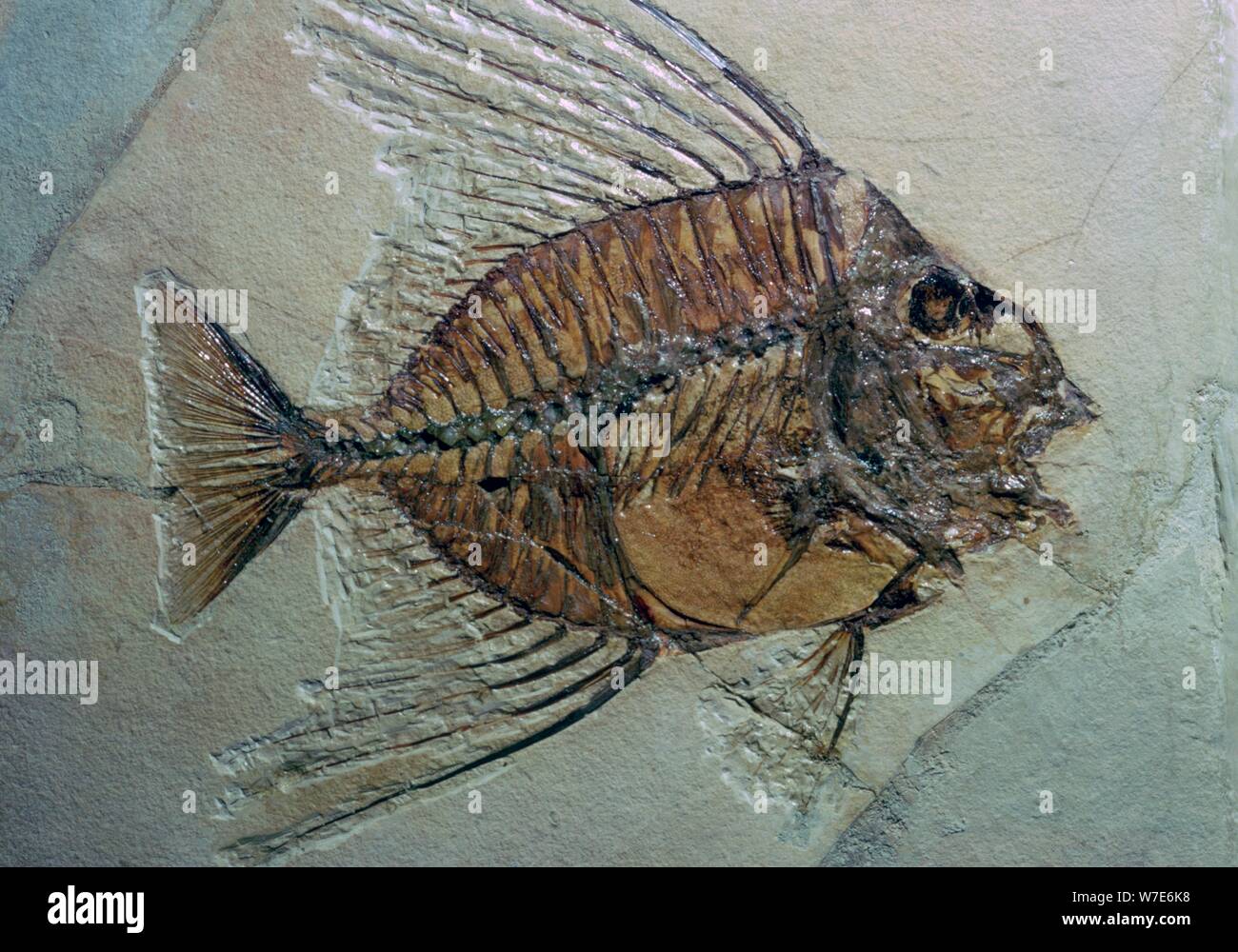 Carbon Film Fossil Fish