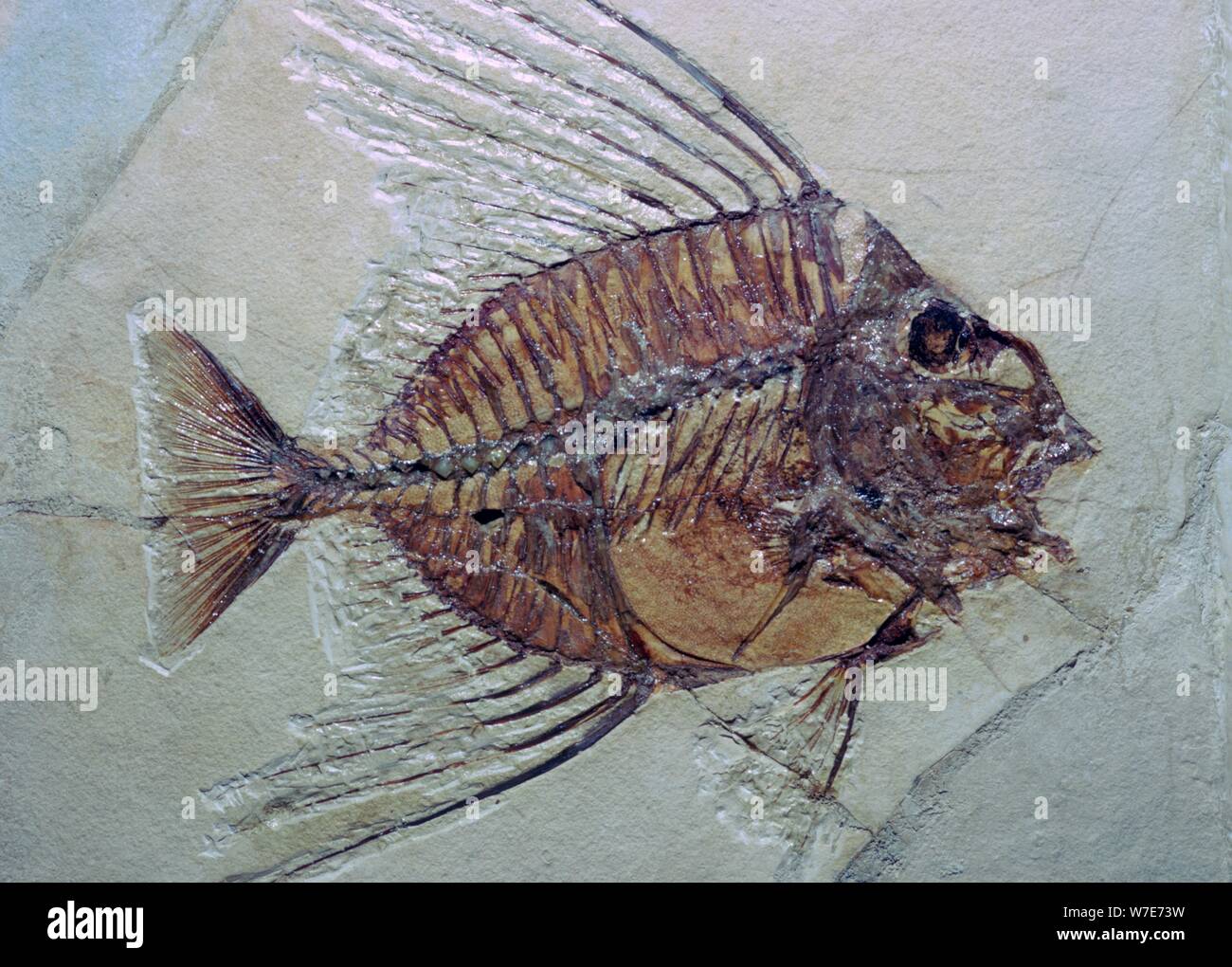Fossil Fish. Artist: Unknown Stock Photo - Alamy