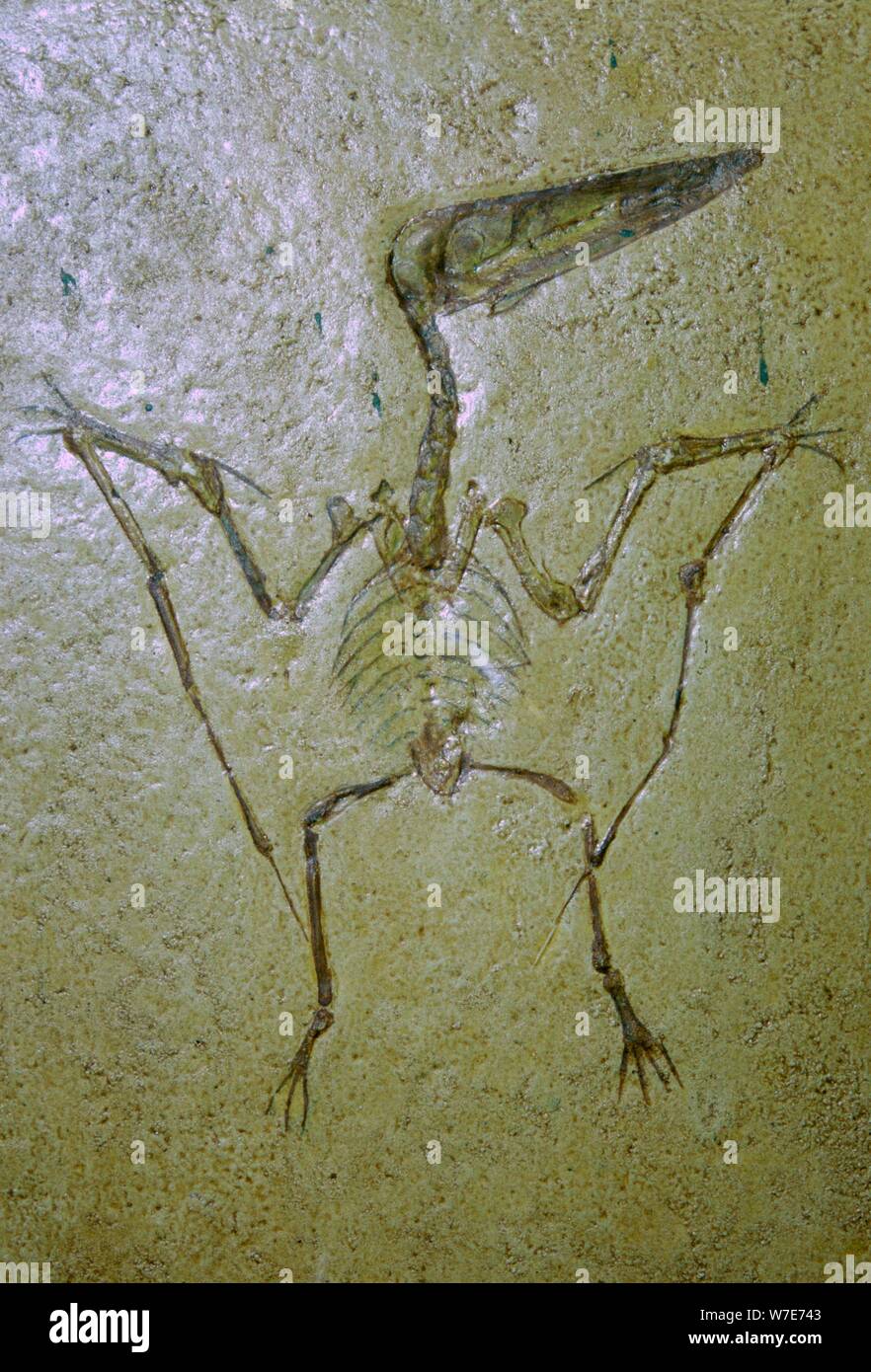 Pterodactyl fossil hi-res stock photography and images - Alamy