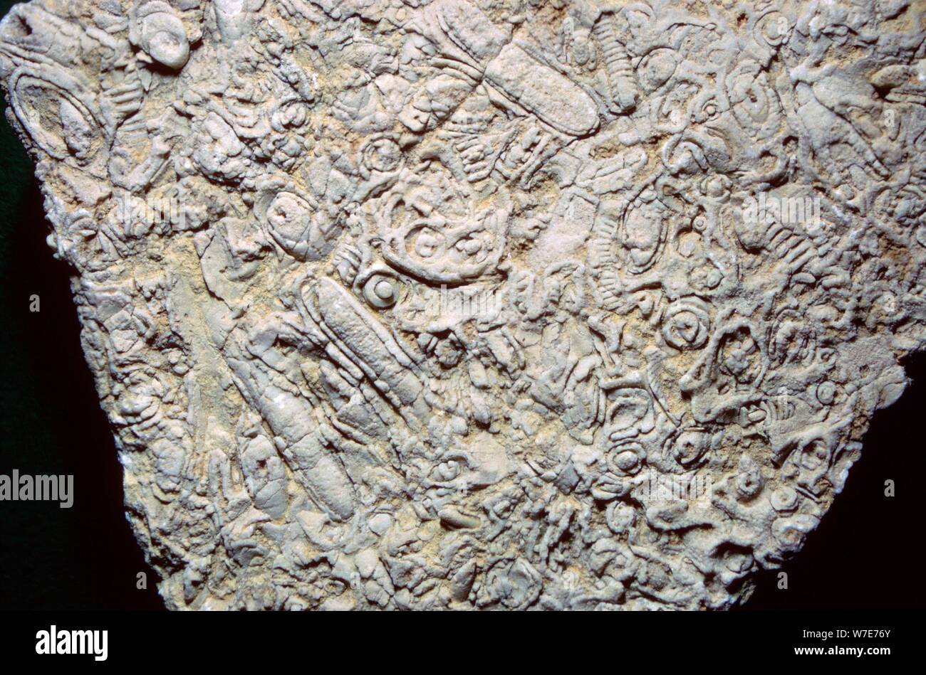 Fossil shells in limestone. Artist: Unknown Stock Photo - Alamy