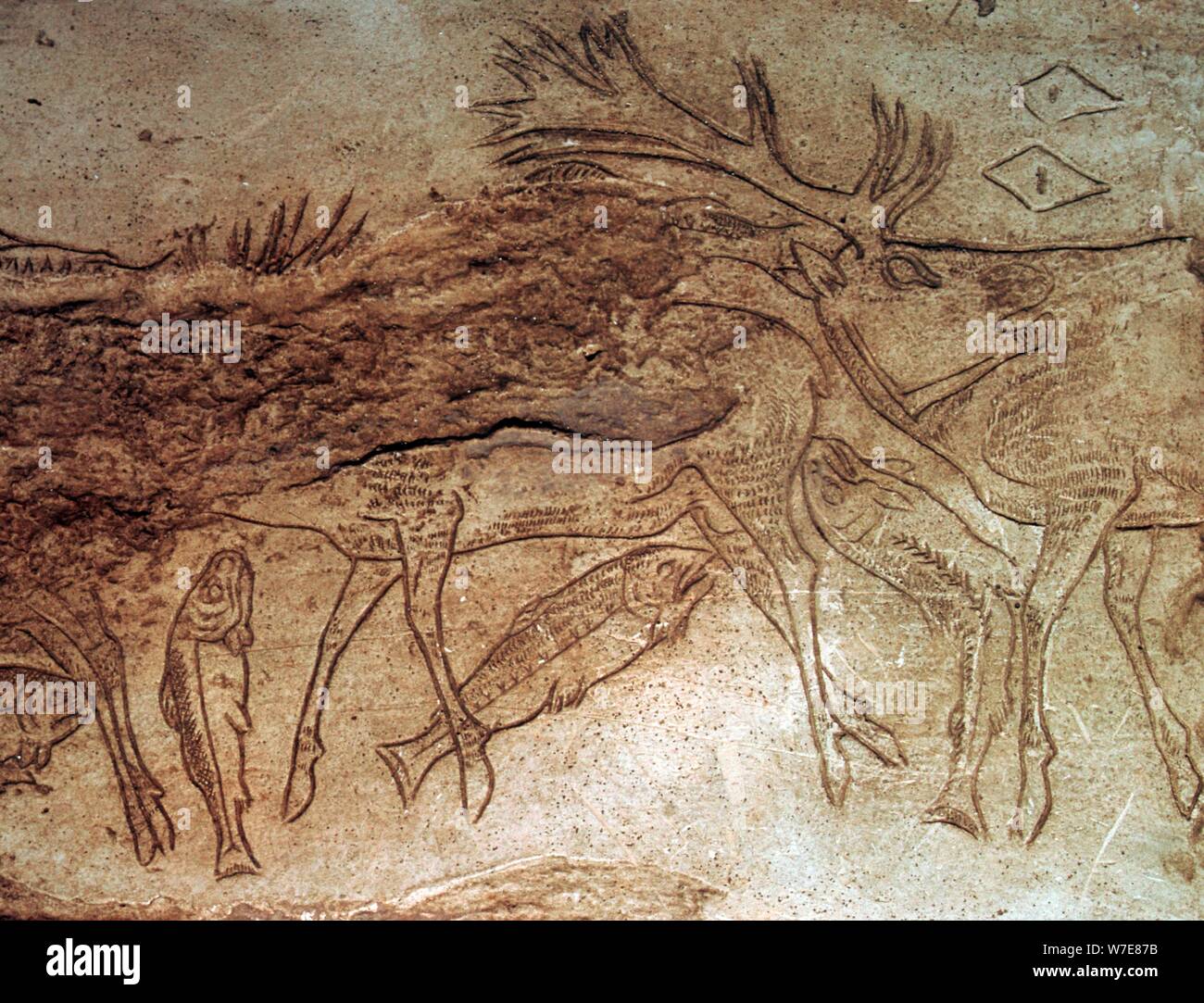 Paleolithic engraved bone with reindeer. Artist: Unknown Stock Photo ...