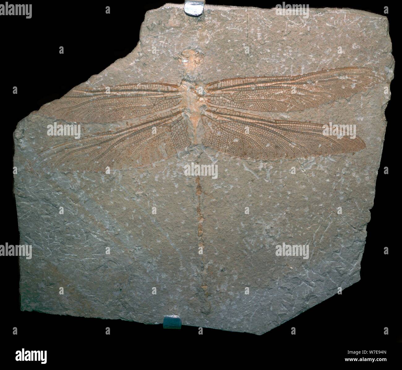 Dragonfly fossil hi-res stock photography and images - Alamy