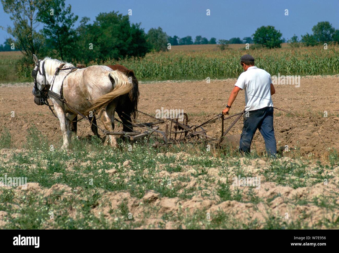 Man ploughing horse hi-res stock photography and images - Alamy
