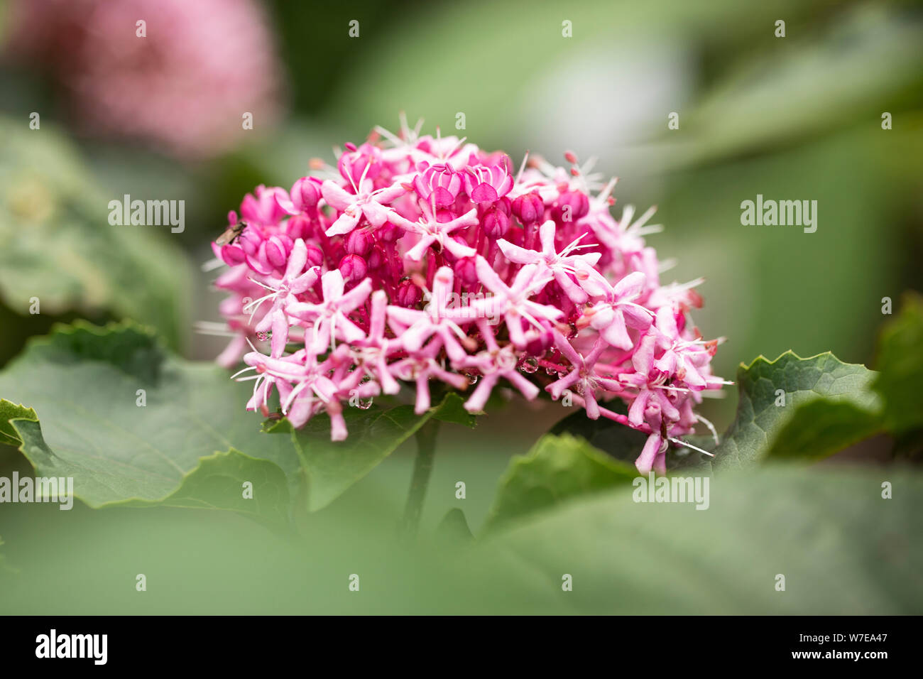 Clerodendrum bungei, commonly known as rose glory bower, glory flower ...