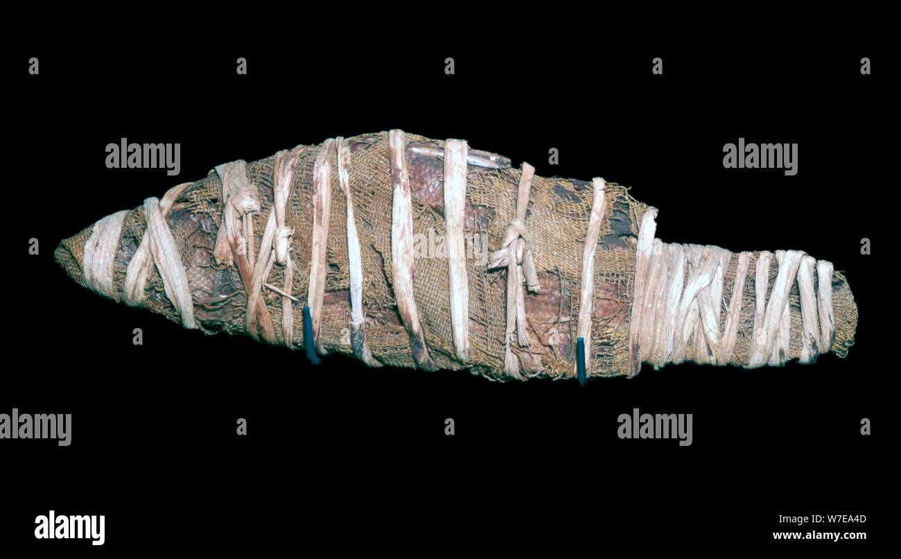 Egyptian mummy of a fish. Artist: Unknown Stock Photo - Alamy