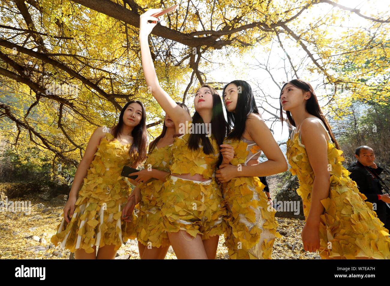 Gingko leaves hi-res stock photography and images - Alamy