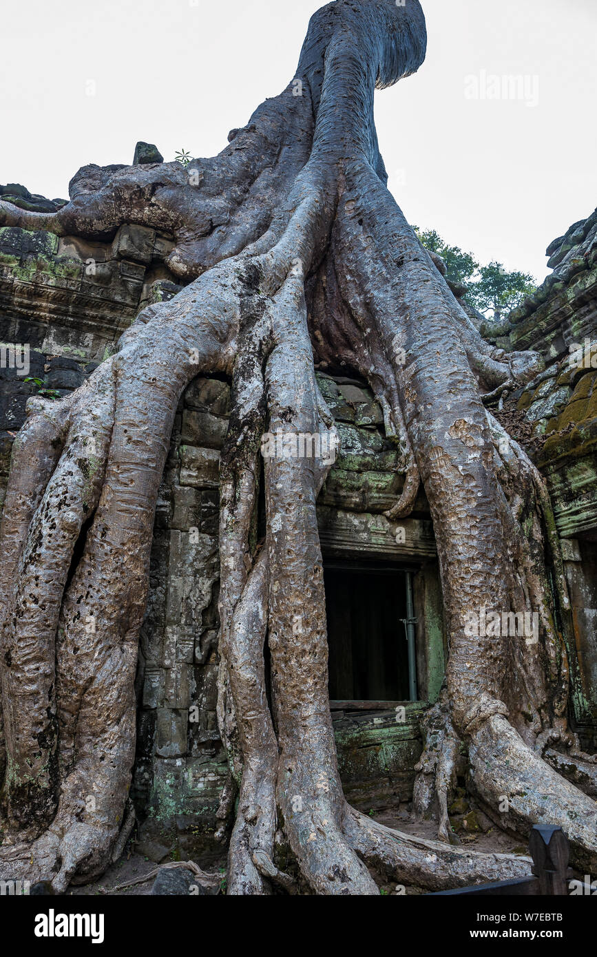 Ta Prohm , Angkor , Cambodia, was inscribed on the UNESCO-WHL 1992. The ...